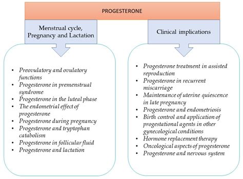 Estrogen Progesterone Cycle