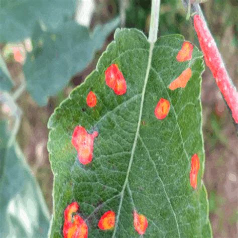 Leaf Disease Segmentation Using Pytorch Deeplabv3