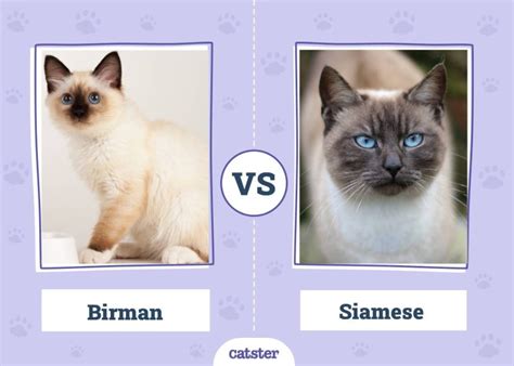 Birman Vs Siamese Cat Main Differences With Pictures Vet Reviewed