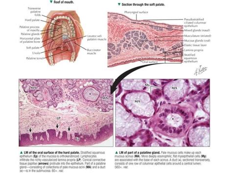 14 Git1 Histology Pdf For Learning Histology PPT
