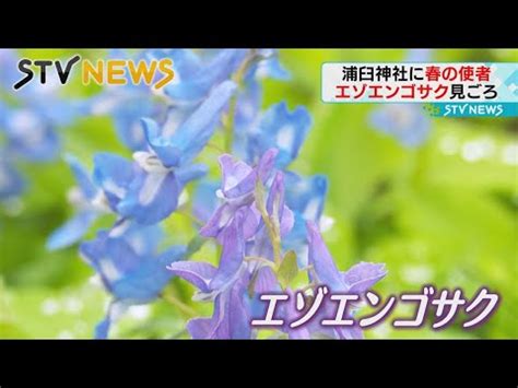 可憐北海道浦臼町に春を告げるエゾエンゴサク見ごろ 野生動物との共演も YouTube