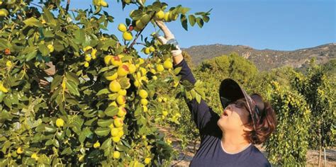 가을 품은 사과대추 주렁주렁샌디에이고 대추농장서 판매 미주중앙일보