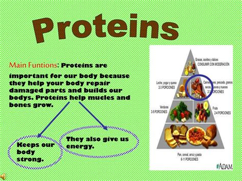 Ppt Proteins Powerpoint Presentation Free Download Id5385580