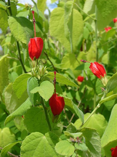 Kembang Wera Malvaviscus Arboreus Cav Taman Husada Graha Famili