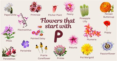 Flowers That Start With P Photos Facts Growing Zones Habitats