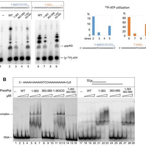 The Primase Activity Analysis Of Primpol Variants With Separate Ntd And Download Scientific