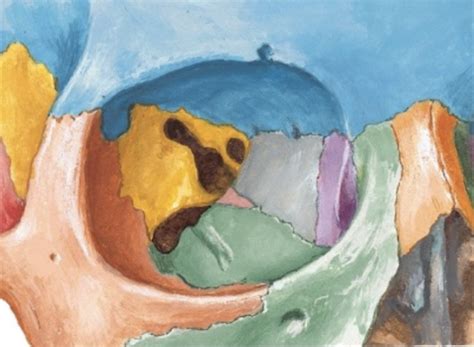 Orbit Dissection Images Flashcards Quizlet