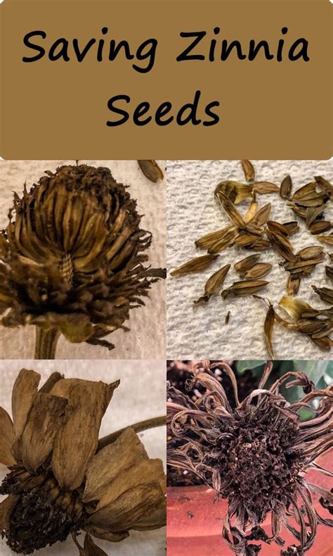 What Do Zinnia Seeds Look Like