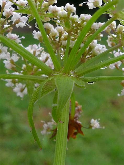 Water Parsnip Lesser Lesser Water Parsnip Wild Flower Finder