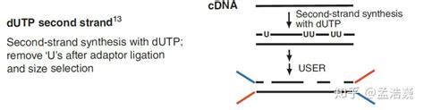 生信 第33题 什么是链特异性的RNA Seq 知乎