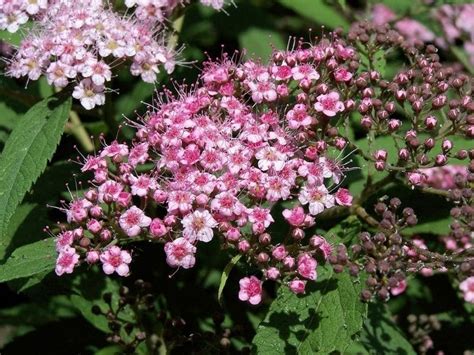 Types Of Spirea Plants At Donald Peterson Blog