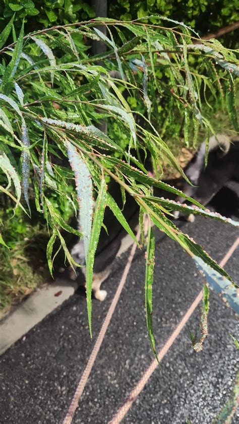 이 잎에 빨간색 알같은거 뭐예요 지식in