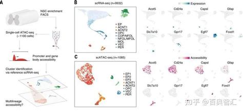 单细胞多组学技术——单细胞转录组 染色质可及性测序全流程解析 知乎