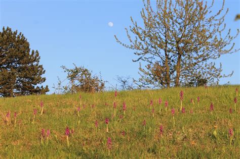 Visite Du Coupu Tienne Réserve De Natagora Nocturne Sortie Chauves Souris Natagora