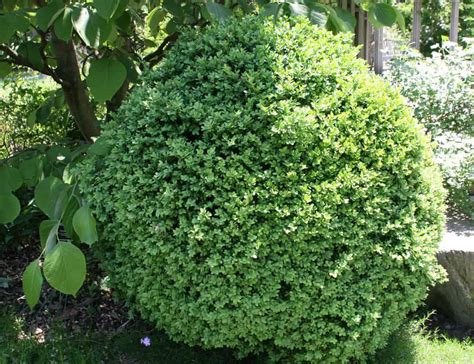 Perfect Guide To Care Dee Runk Boxwood Plantly