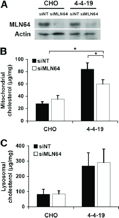 Mitochondrial Cholesterol Content Is Decreased Following Downregulation