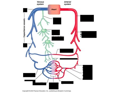 Lymphatic System Pathway Quiz