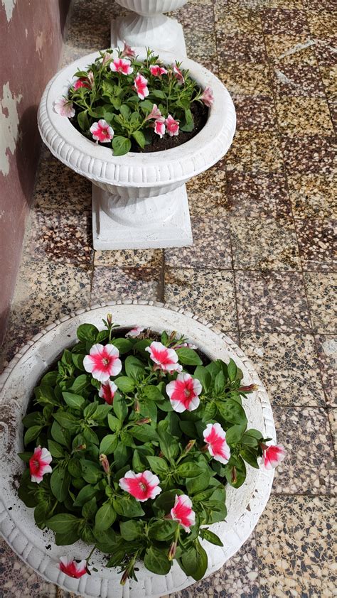 Уређење школског дворишта