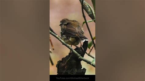 White Browed Scrubwren Call Birds Birdsounds Youtube