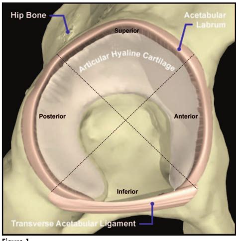 Acetabular Labrum Adapted With Permission From Primal