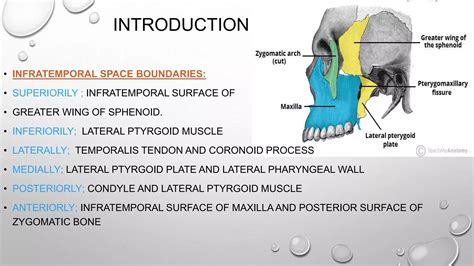 Infratemporal Space Infection Pptx