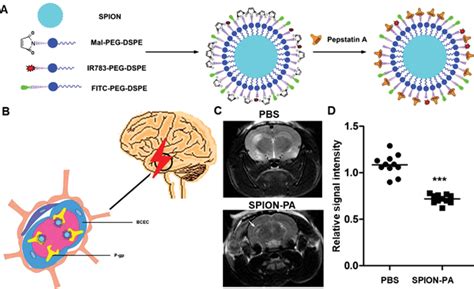 Multimodal Pepstatin A Peptide‐targeting Nanoprobe For Imaging P‐gp Download Scientific Diagram