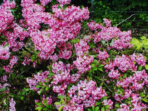 Nipmuck Kalmia For Sale Online The Tree Center