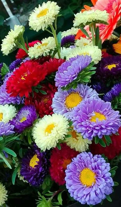 цвете астра - онлайн пъзел