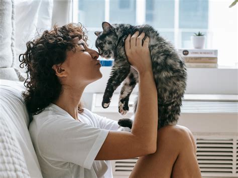 8 Questions To Ask Your Vet If Your Cat Is Hyperthyroid — Catt