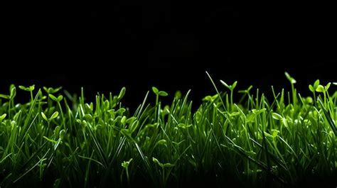 Premium Photo Fresh Spring Green Grass On A Black Background