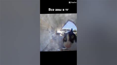 Прикольные авы для дс Youtube