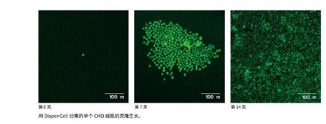 【新品发布】dispencell 单细胞分离系统——温和分离，守护细胞活性 南京柏合西生物科技有限公司