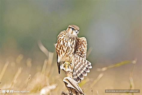 灰背隼图摄影图 鸟类 生物世界 摄影图库 昵图网