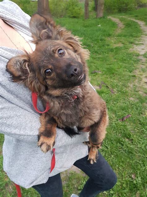 Schronisko Warszawa Psy Do Adopcji Warszawa Ptonz