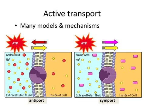 Active And Passive Transport Of Plasma Membrane