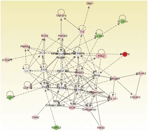 Ingenuity Pathway Analysis Top Network For Mrna Download Scientific
