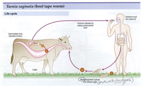 Tapeworms Flashcards Quizlet