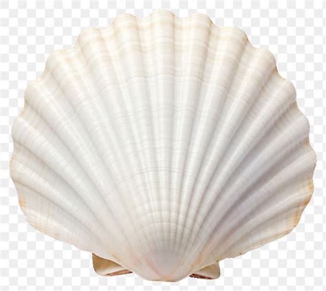 Download Premium Png Of Png Elegant White Seashell Closeup By Boom About Sea Shell Sea Shell