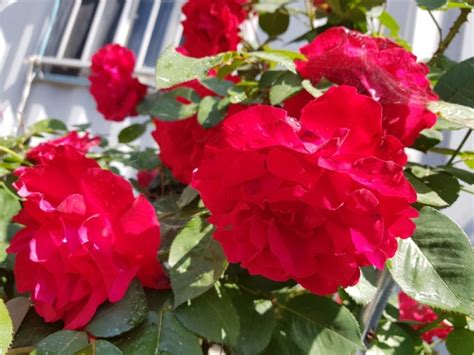 봉고3에어컨플러싱 콤프레샤오일교체 엔진플러싱 브라운가스시공 네이버 블로그