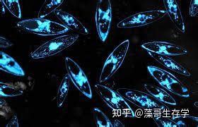 超亮甲藻的培养设计可比任何一种发光藻亮三倍的甲藻复合体 知乎