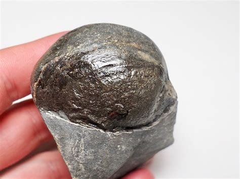 Bivalve Shell On Matrix Pick N Mix Buyafossil