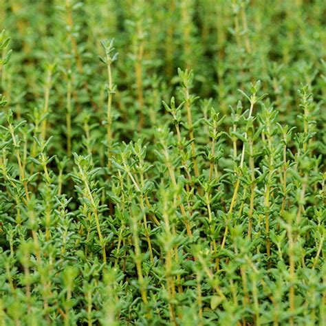 Winter Thyme Seeds Ecoseedbank Canada