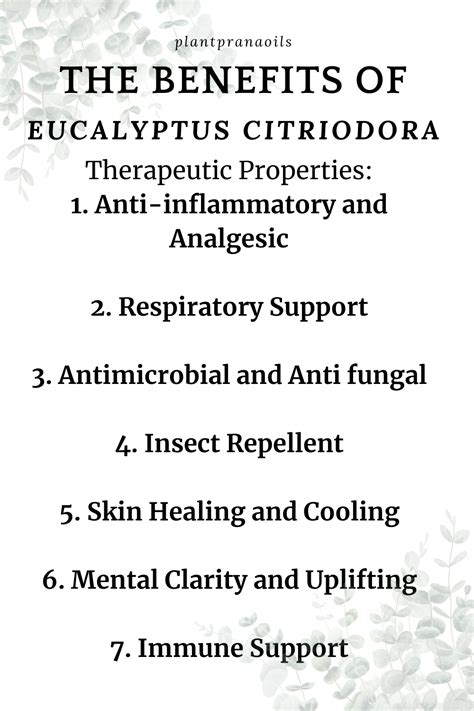 The Benefits Of Eucalyptus Citriodora Plant Prana Oils