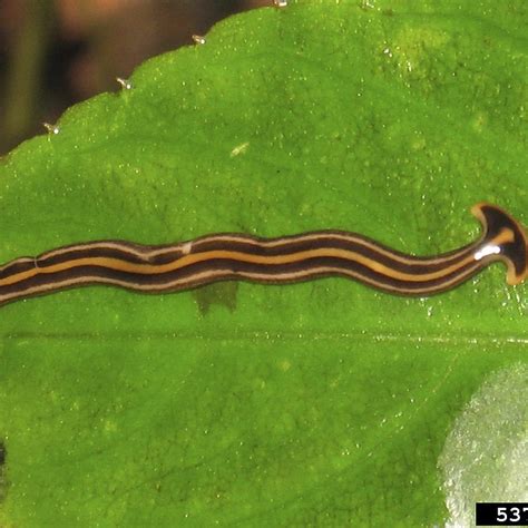 Sydneys Scariest Spider Gods World News