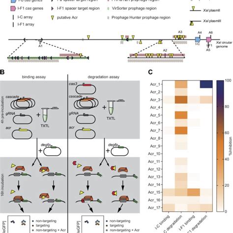 P Utativ E A Crs Inhibit Dna Binding Or Dna Degradation Via Either X Download Scientific