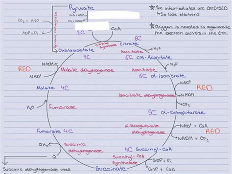 The TCA Cycle Flashcards Quizlet