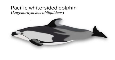 Toothed Whale Echolocation Organs Evolved From Jaw Muscles Jérôme Ollier