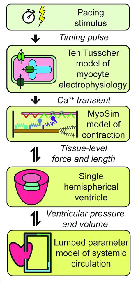Overview Of The Multiscale Model Of Cardiovascular Physiology Ca 2 Download Scientific