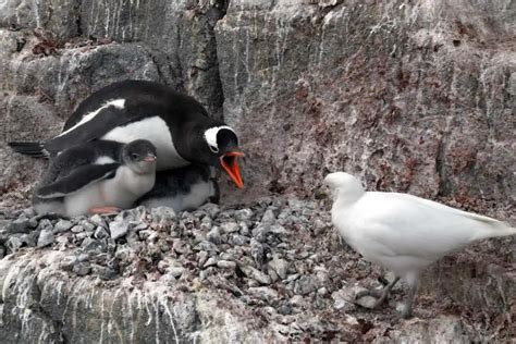 How Do Birds Mate The COMPLETE Starter Guide Birding Outdoors