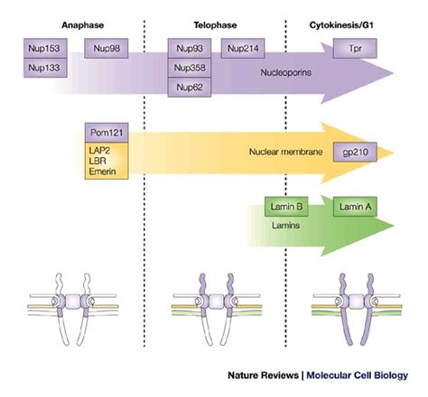 The Sequence Of Events During Nuclear Envelope Assemblythe Time Of
